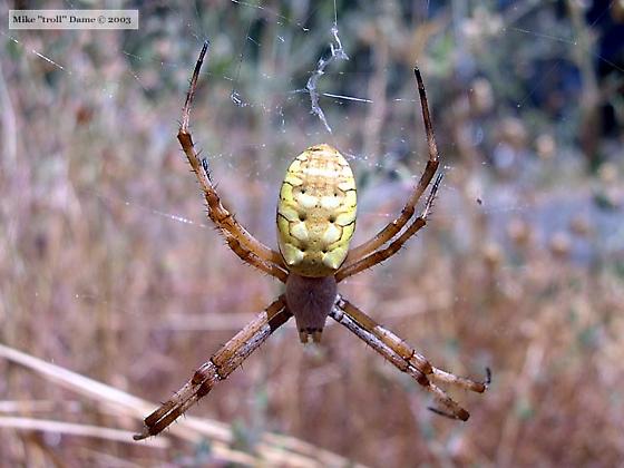 Challenge #2: Native vs. Non-Native Spiders | The Aiken Chronicles