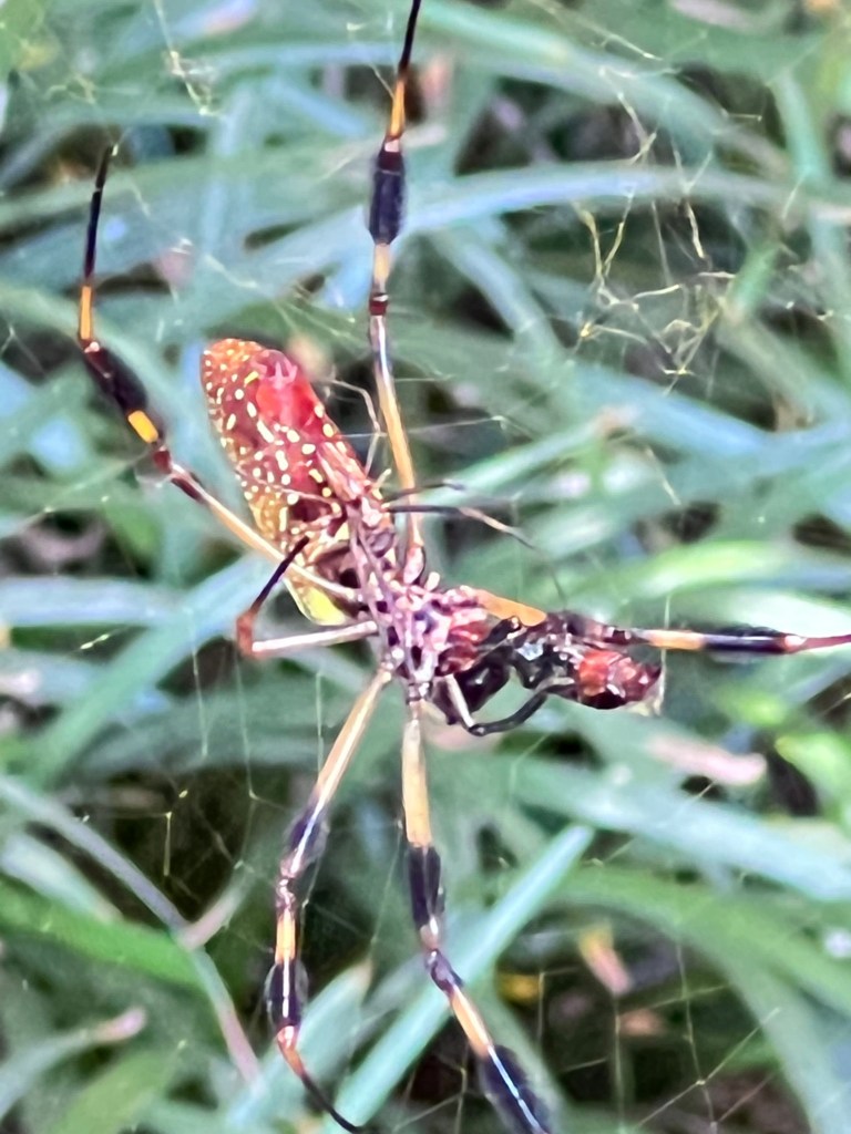 Challenge #2: Native vs. Non-Native Spiders | The Aiken Chronicles
