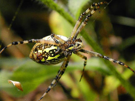 Challenge #2: Native vs. Non-Native Spiders | The Aiken Chronicles