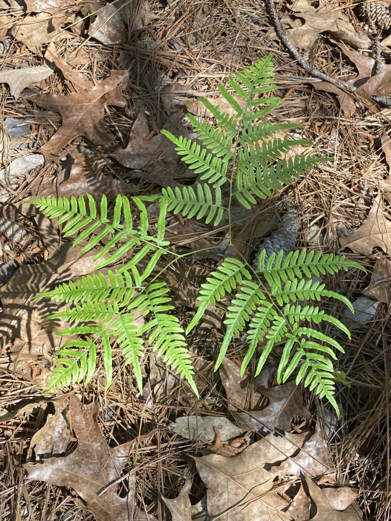 The Sale of Rose Trace: A Case of Protection or Profit? | The Aiken ...