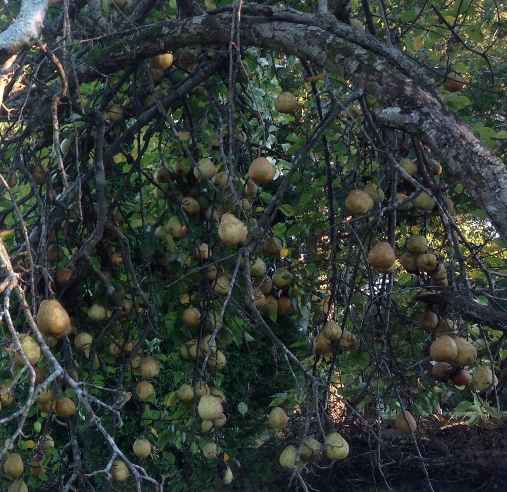 In Celebration of the Sand Pear | The Aiken Chronicles