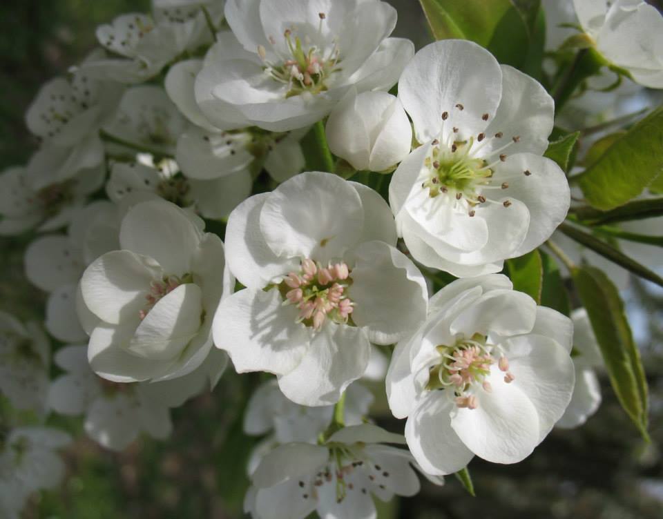 In Celebration of the Sand Pear | The Aiken Chronicles