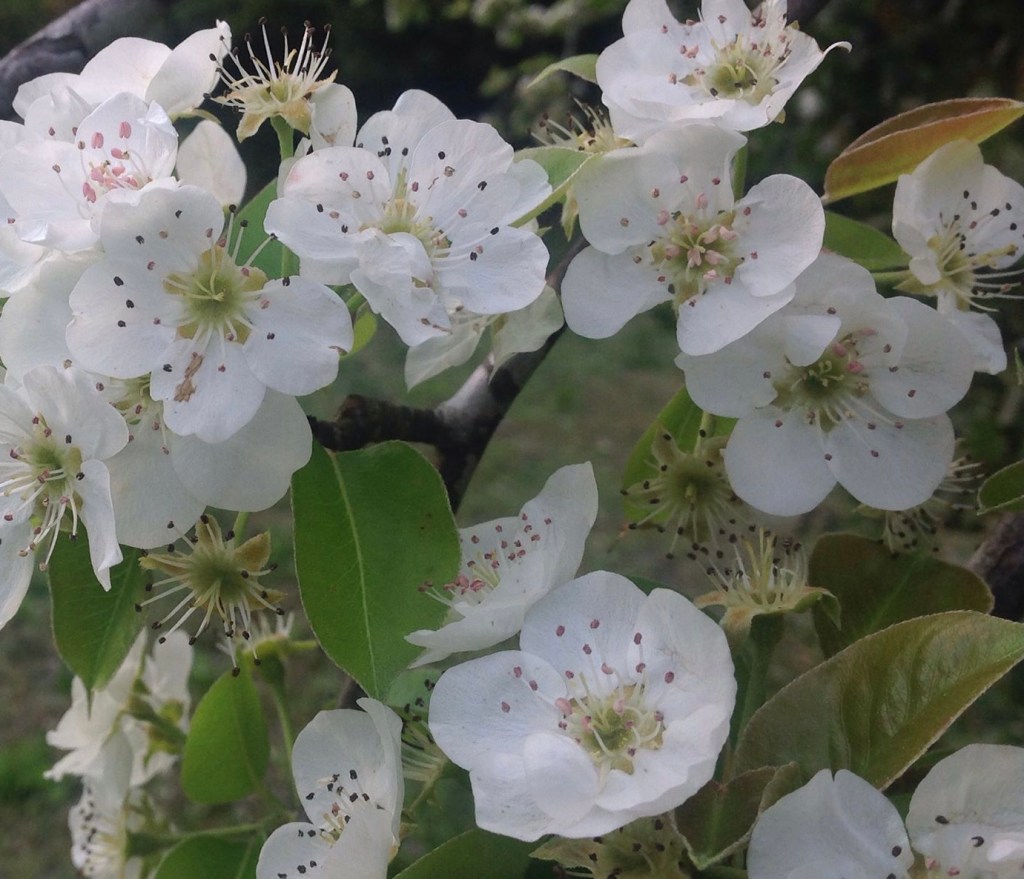 In Celebration of the Sand Pear | The Aiken Chronicles