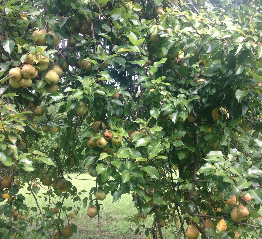 In Celebration of the Sand Pear | The Aiken Chronicles