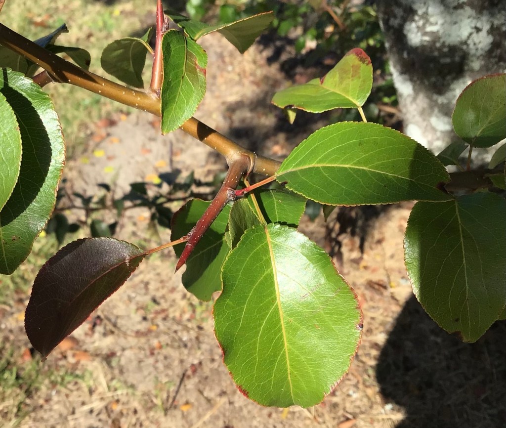 Trick or Treat! It’s the Bradford Pear | The Aiken Chronicles