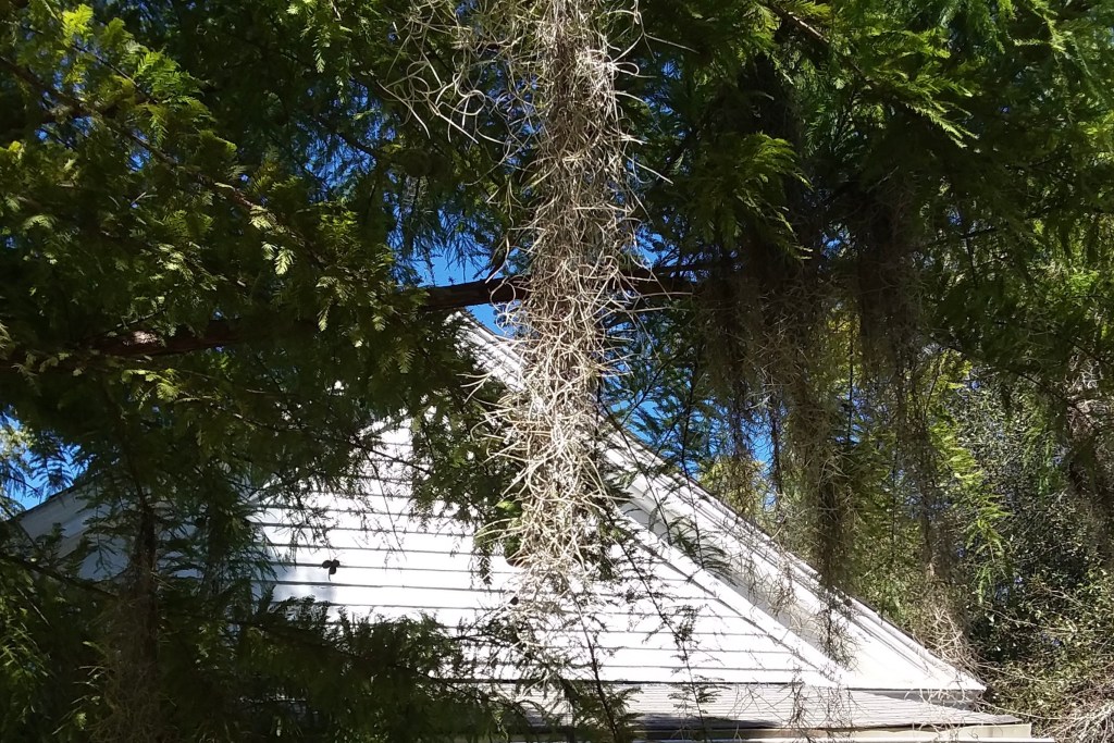 Spanish Moss: Mysterious, misunderstood, and more useful than we ...