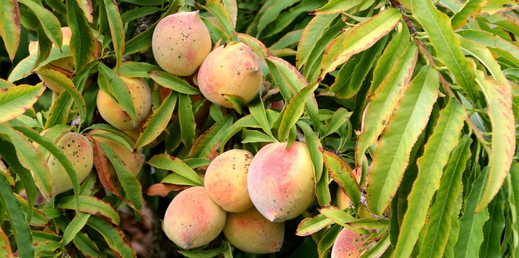 From Pest to Providence to Princess: A Brief History of South Carolina ...