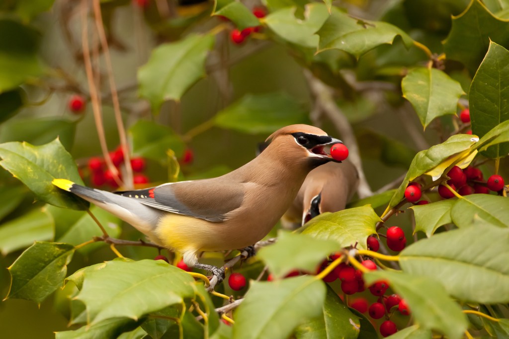 The Ways of the Waxwings | The Aiken Chronicles